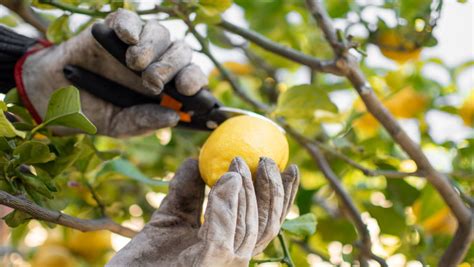 How To Prune A Lemon Tree8 Tips For Making The Right Cuts