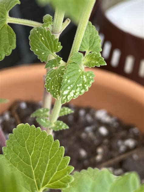 Chronic White Spots On My Catnip Plantclinic
