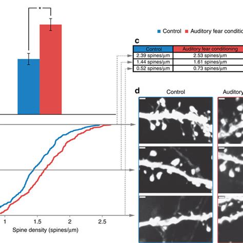 Shifts In Dendritic Spine Width Length And The Ratio A The Bar