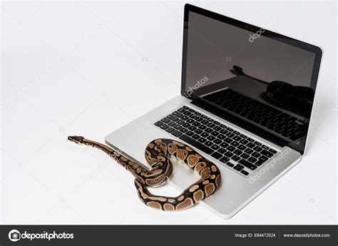 Real Python Snake Laptop Computer Concept Using High Level Programming