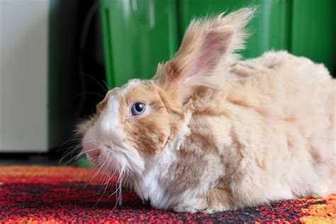 A Complete Guide To The Best Rabbit Breeds Rabbit Breeds Rabbit Breeds