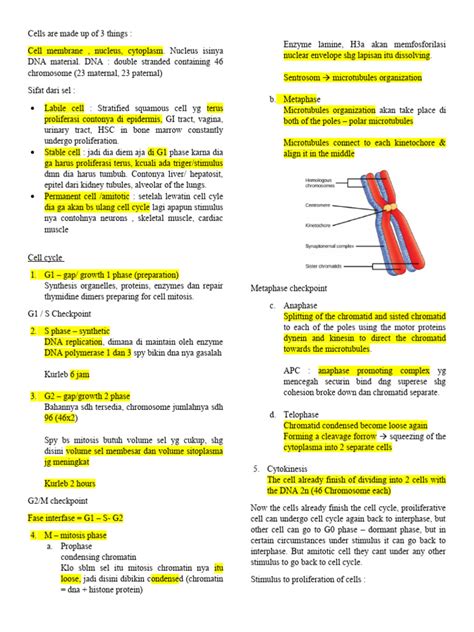 Cell Cycle Genetics Pdf Cell Cycle Mitosis