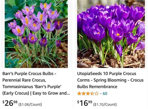 Plant Faqs Crocus Tommasinianus