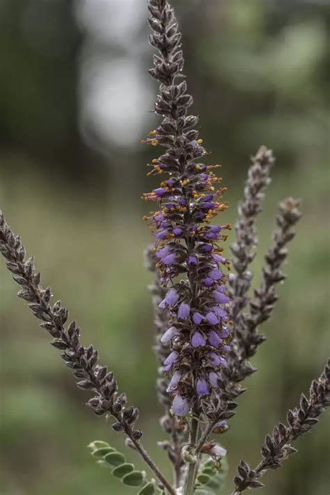 Amorpha Canescens Clean Seed Medicinal Herbs Shrub Lead Plant