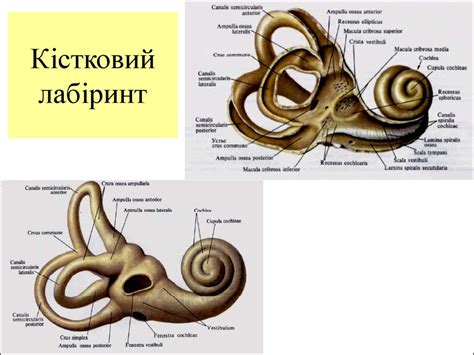 Будова присінково завиткового органа слухового та стато кінетичного