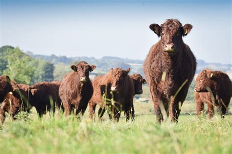National Cattle Health Declaration Form At Nathan Mcnicholas Blog