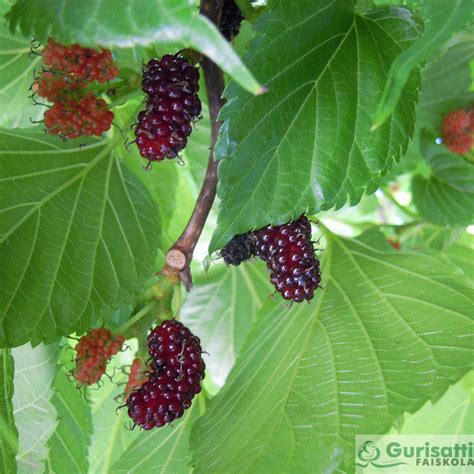 Gurisatti Faiskolabaumschulenursery