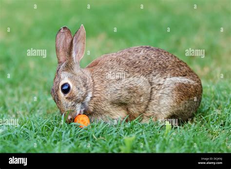 What Do Rabbits Eat Garden At Rodger Morales Blog
