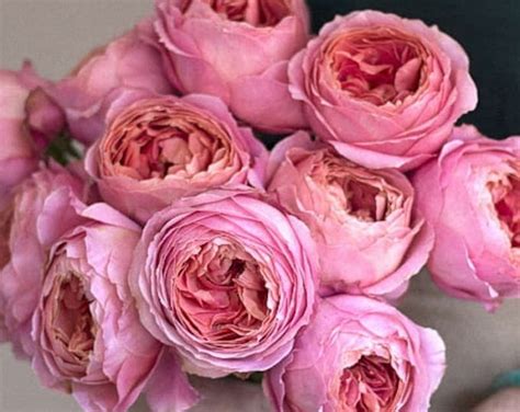 Rose romantic Antike 浪漫古董strong Fragrance Live Shrub Plant, Small - Etsy