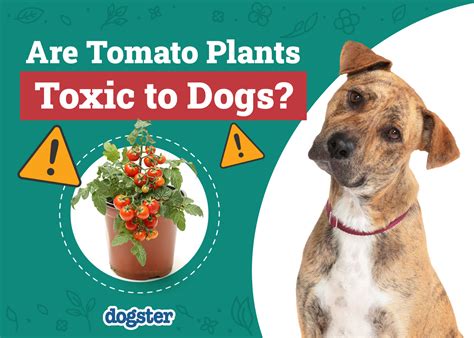 Are Tomato Plants Toxic To Dogs Vet Verified Facts And Safety Dogster