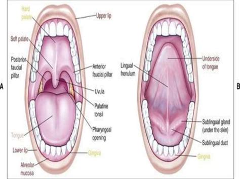 Oral Mucosa Seminar Definition And Characteristics Ppt