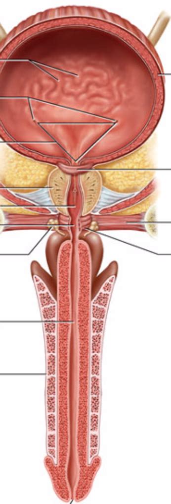 Male Urinary System Diagram Quizlet Male Urinary System Diagram Quizlet
