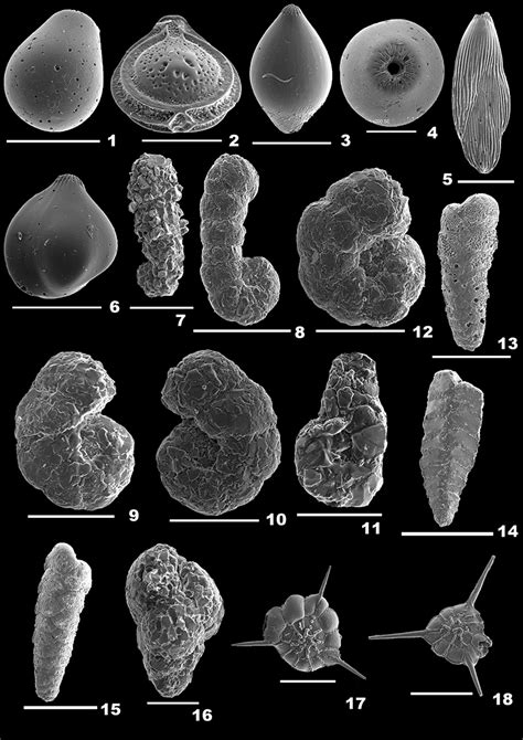 Foraminifera Taxonomy