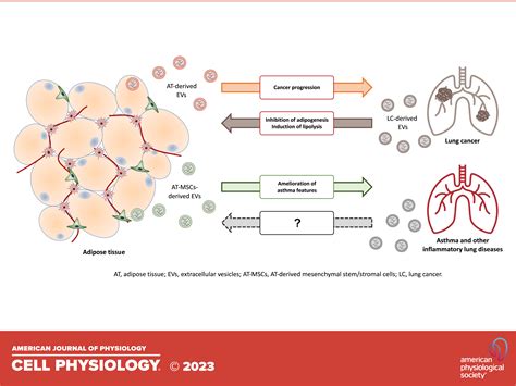 The Emerging Role Of Extracellular Vesicles As Communicators Between