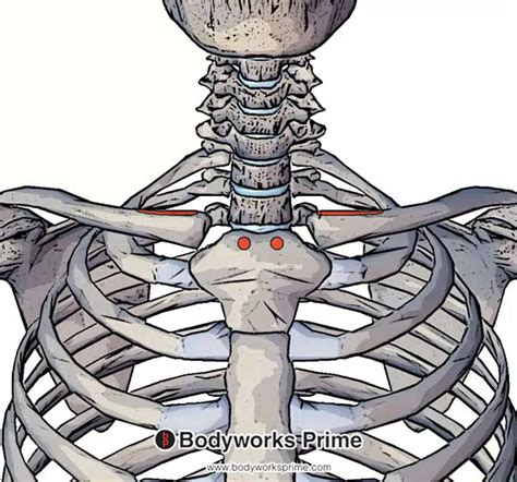 Sternocleidomastoid Muscle Flashcards Bodyworks Prime