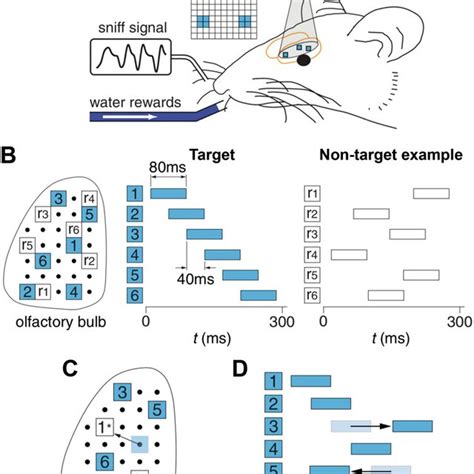 Spatial And Temporal Perturbations Of Synthetic Odors A Schematic Of