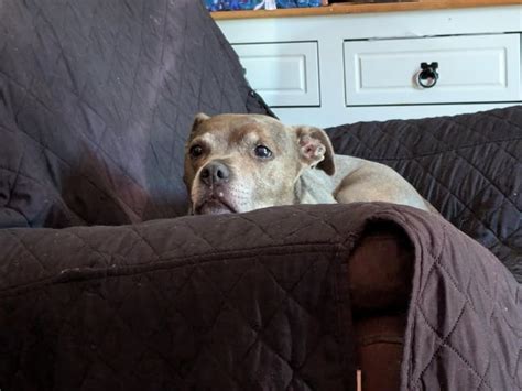 Miss Ruby Dooby Doo R Velvethippos