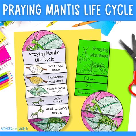 Life Cycle Of A Praying Mantis Insect Foldable Sequencing Activity Cut And Paste Digital
