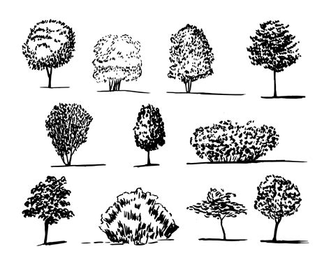 Aspen Tree Silhouette Vector