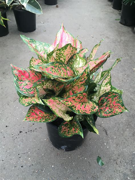 Aglaonema Westlake Nursery