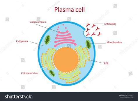 Why Called Plasma Cell At Lucinda Powers Blog