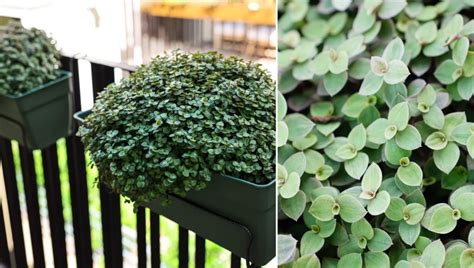Como Cultivar Dinheiro Em Penca Callisia Repens Em Casa