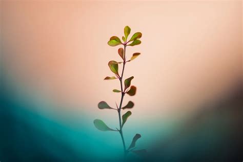 Opencore 引导安装 Macos Ventura 教程 · Wincers Blog