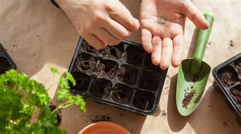 How To Save Seeds For Next Years Garden 5 Simple Steps