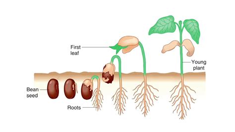 Structure Of Bean Plant Leaf Structure Of Bean Plant Leaf