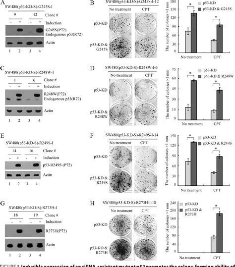 Figure 3 From Characterization Of Functional Domains Necessary For Mutant P53 Gain Of Function♦