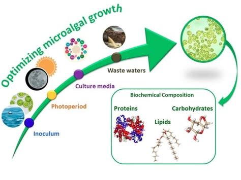 Molecules Free Full Text Cultivation Of Microalgae And Cyanobacteria Effect Of Operating