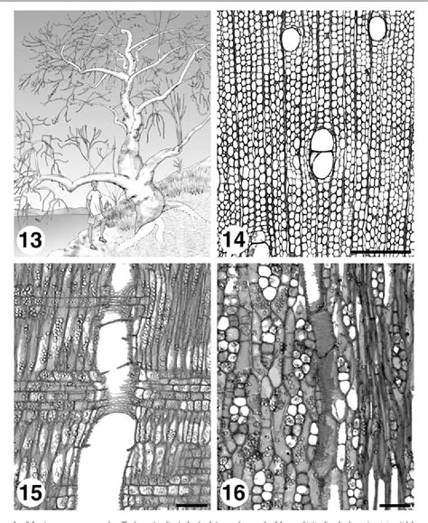 Figure 1316 From Stem And Root Anatomical Correlations With Life Form Diversity Ecology And