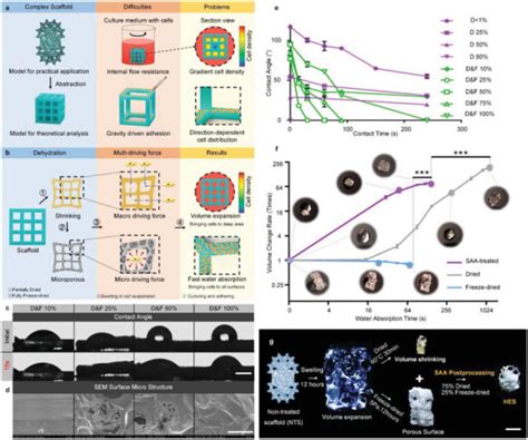A 3d‐printed Dual Driving Forces Scaffold With Self‐promoted Cell Absorption For Spinal Cord