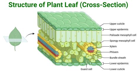 Plant Leaf Features Structure Parts Functions Facts