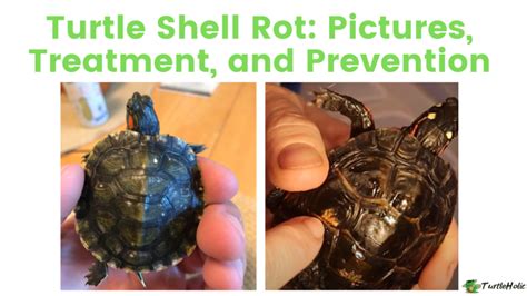 What Does Turtle Shell Rot Look Like Turtleholic