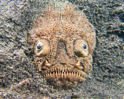 18 Sea Monsters That Actually Exist On Earth