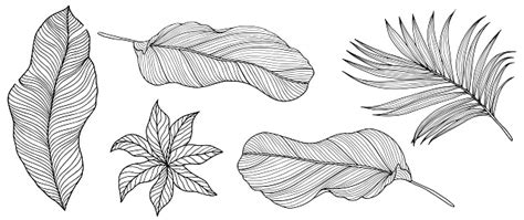 야자수 잎과 바나나 잎이 있는 흑백 벡터 열대 그림 색칠하기 책 표지 장식 배경 화면 및 엽서에 대한 삽화 0명에 대한 스톡