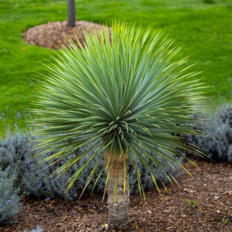 Yucca Plant Root System How To Grow And Care For Yucca Plant