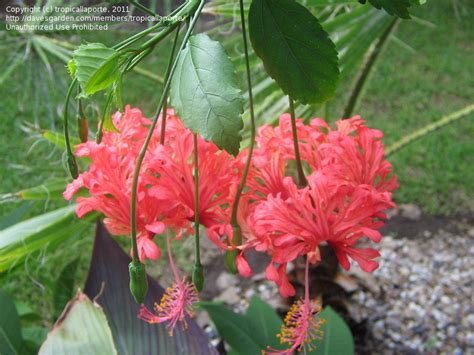 Plantfiles Pictures Hibiscus Species Chinese Lanterns Japanese Lanterns Fringed Rosemallow