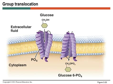 Ppt Overview Of Cell Structure And Function Prokaryotes And