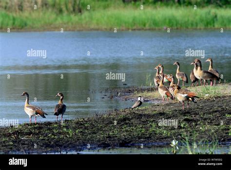 Orango Island Fotos Und Bildmaterial In Hoher Auflösung Alamy