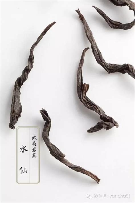 第21回話說水仙與老樅水仙 每日頭條