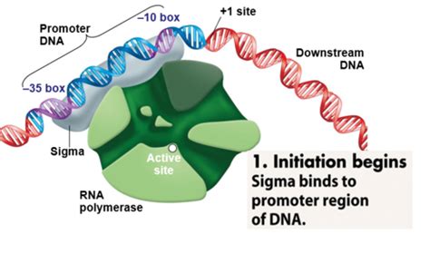 Rna Part Ii Flashcards Quizlet