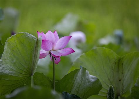 로터스 꽃 핑크 Pixabay의 무료 사진 Pixabay