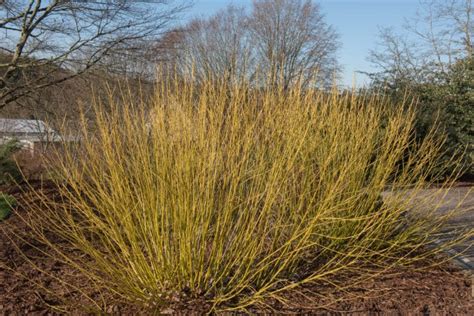 Buy Cornus Stolonifera Flaviramea Dogwood Yellow Stem Hedging Hopes Grove