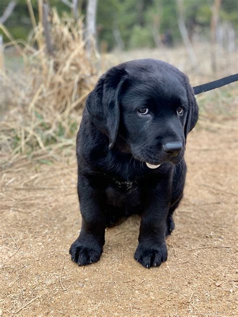 Pictures Of Black Lab Puppies