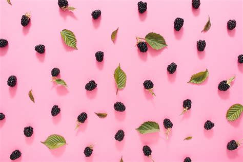 분홍색 배경에 열매의 화려한 과일 패턴 신선한 유기농 블랙베리와 잎 맨 위 보기입니다 플랫 레이 블랙베리에 대한 스톡 사진 및