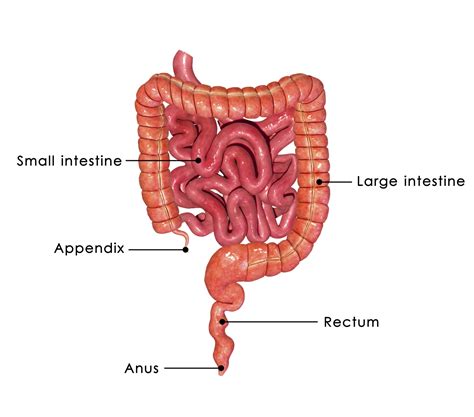 Ibd Ulcerative Colitis And Crohns Disease Treatment Potential With