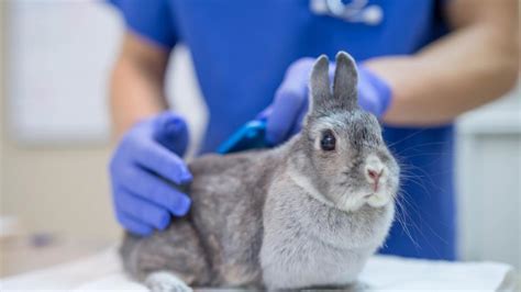 Rabbit Vaccines Everything You Need To Know Petmd