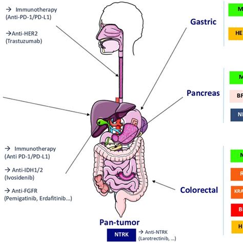 Major Molecular Abnormalities In Digestive Cancers And Current